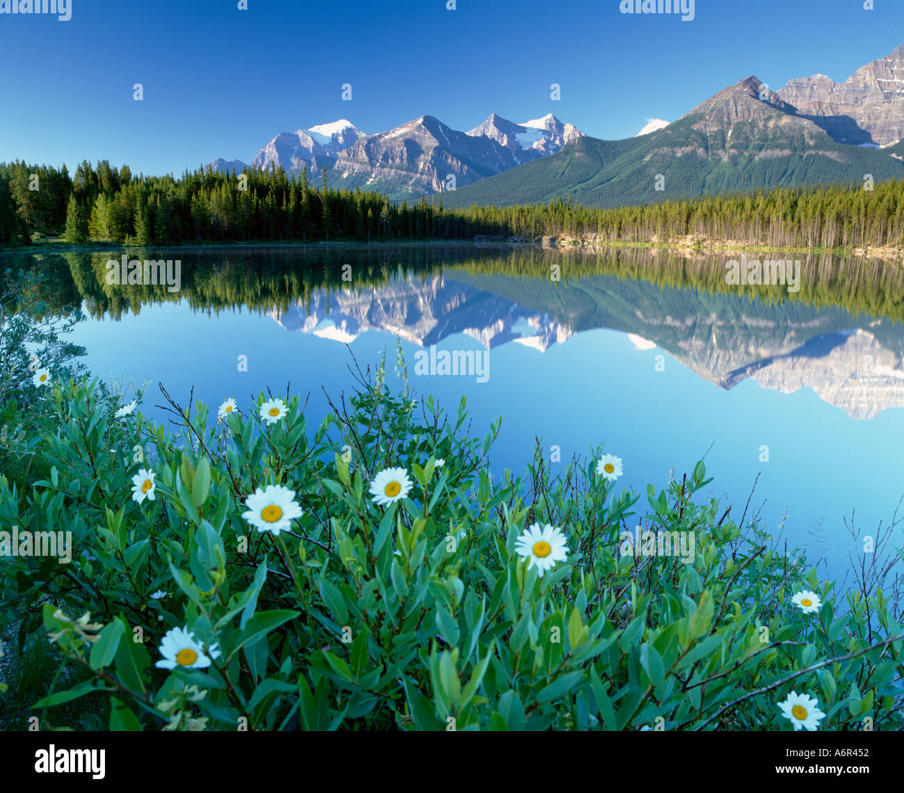 Herbert Lake Banff National Pak Canadian Rockies Canada Stock Photo - Alamy