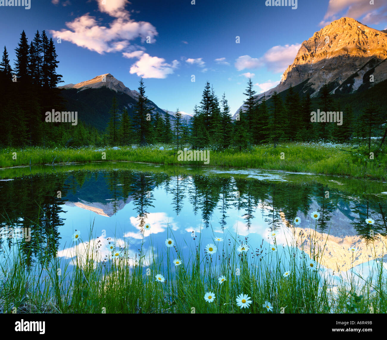 Beaver Pond Banff National Park Canadian Rockies Stock Photo - Alamy