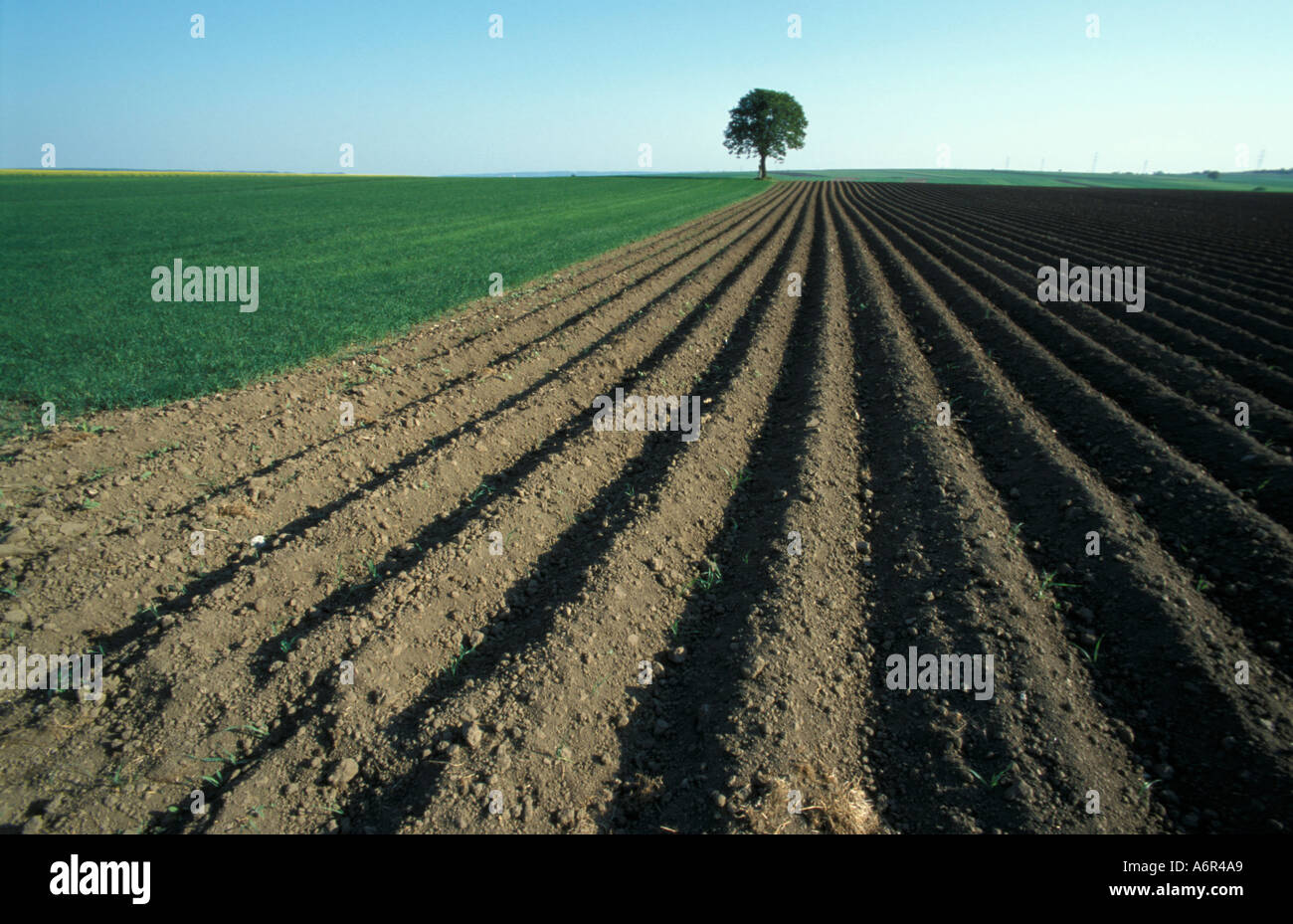 Lime on soil hi-res stock photography and images - Alamy
