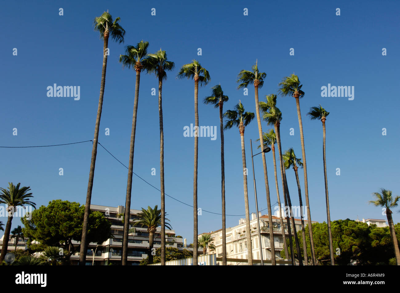 Cannes, palm trees Stock Photo - Alamy