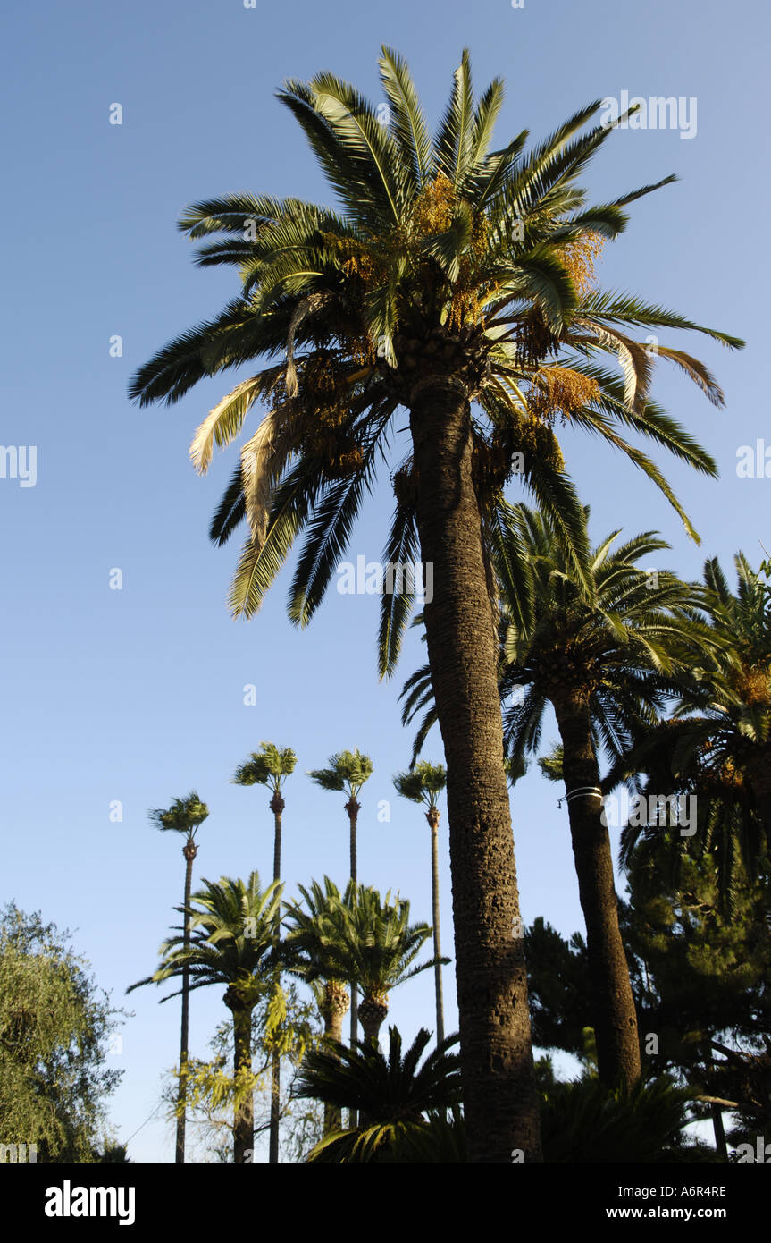 Cannes, palm trees Stock Photo - Alamy