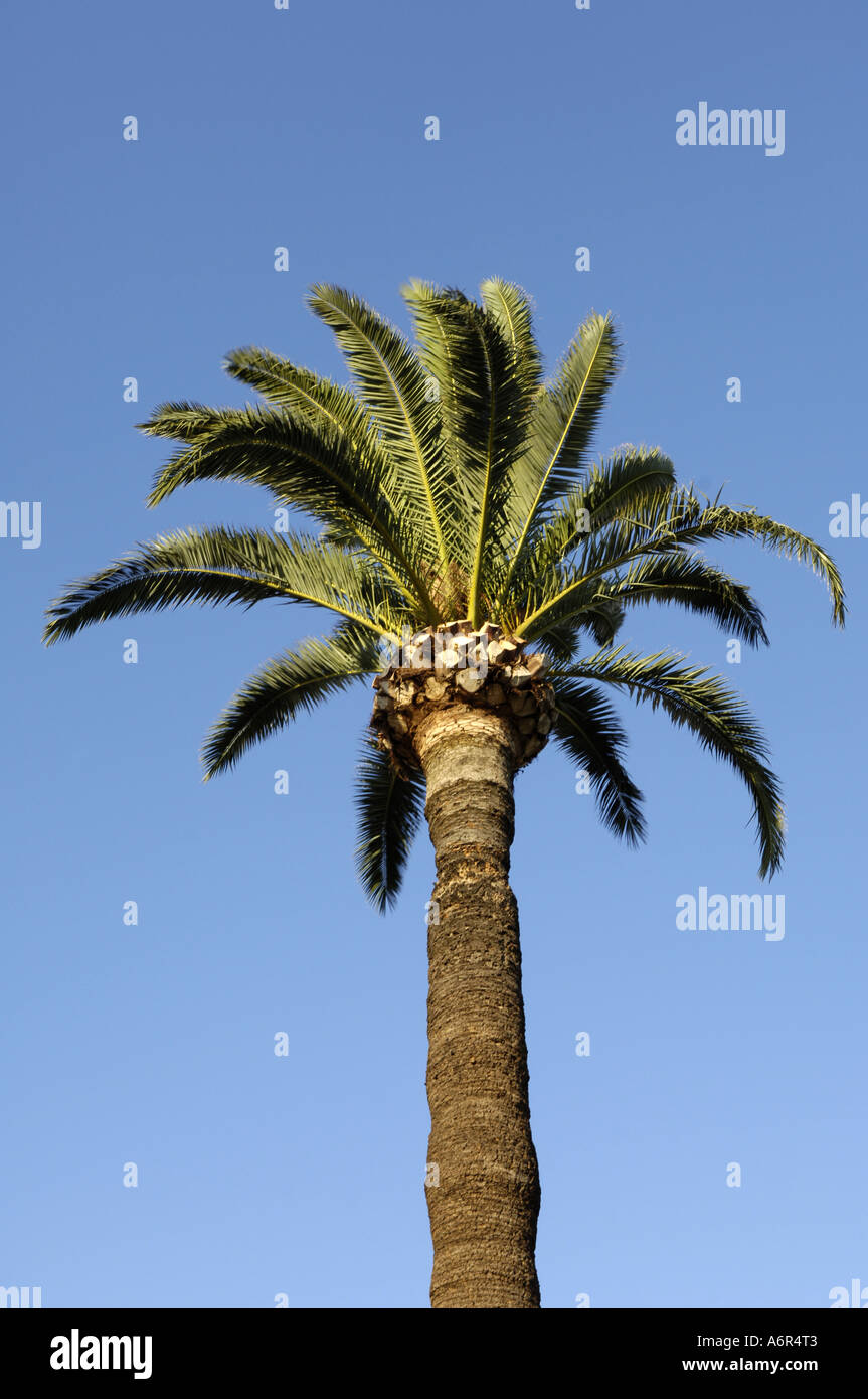 Cannes, palm tree Stock Photo - Alamy
