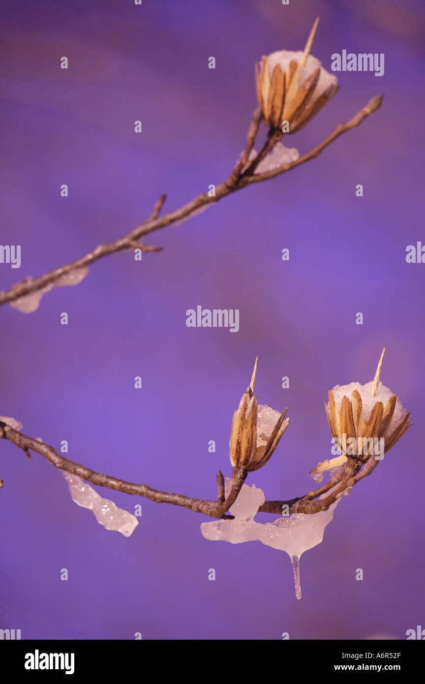 Seed pod of the Tuliptree or Yellow Poplar Liriodendron tulipifera a ...