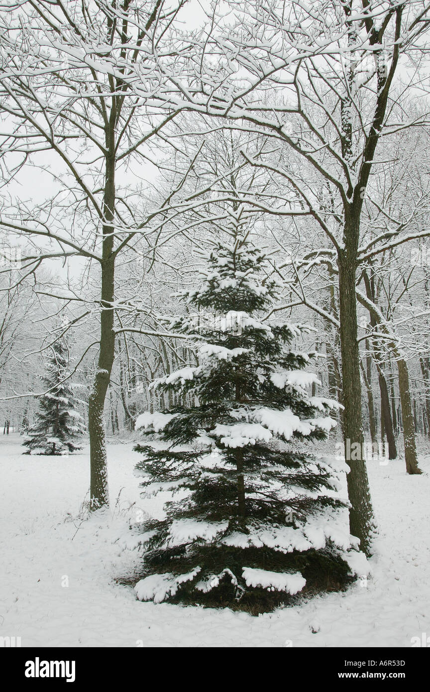 Trees coated by snow in an eastern woodland Stock Photo - Alamy