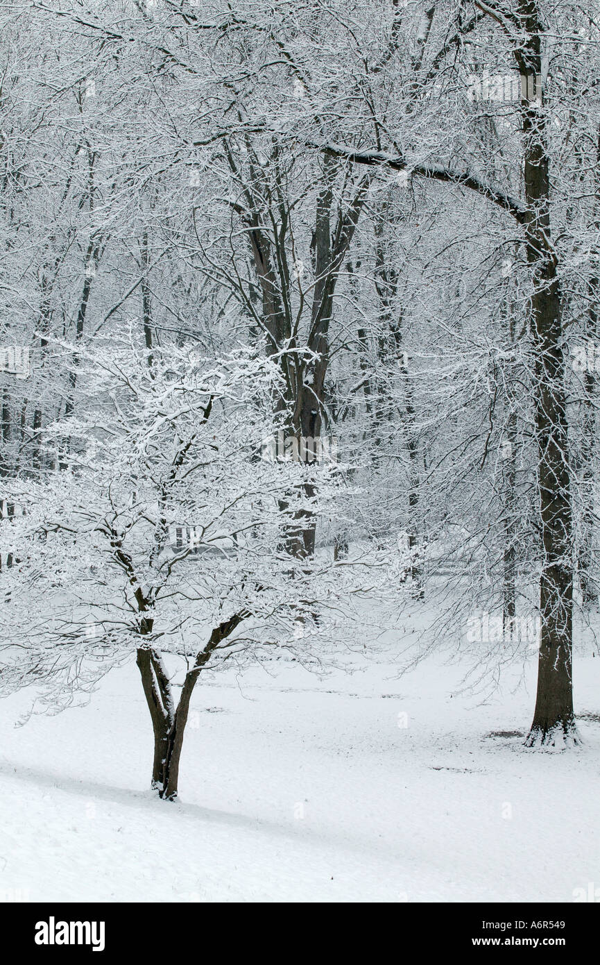 Trees coated by snow in an eastern woodland Stock Photo - Alamy