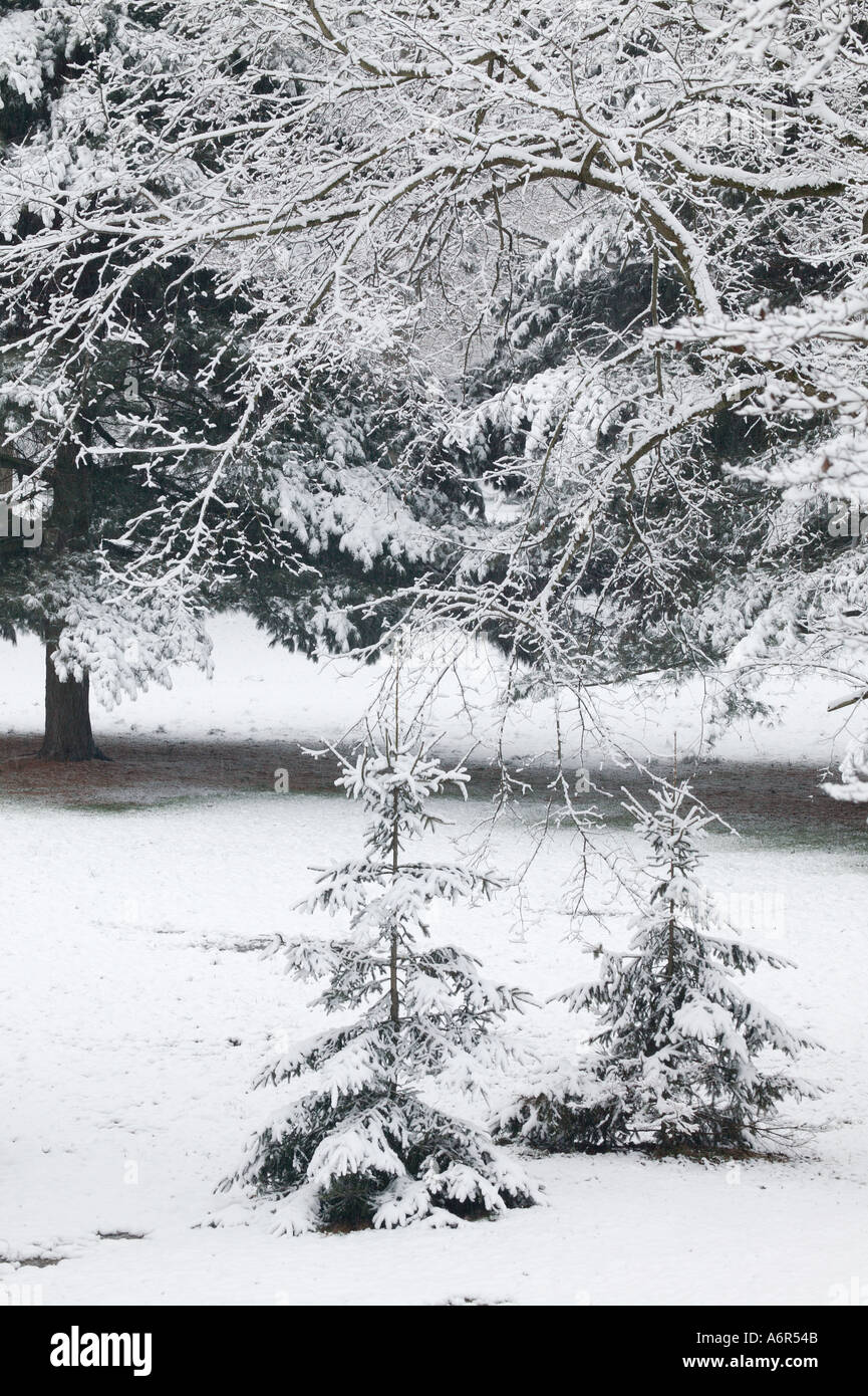 Trees coated by snow in an eastern woodland Stock Photo - Alamy
