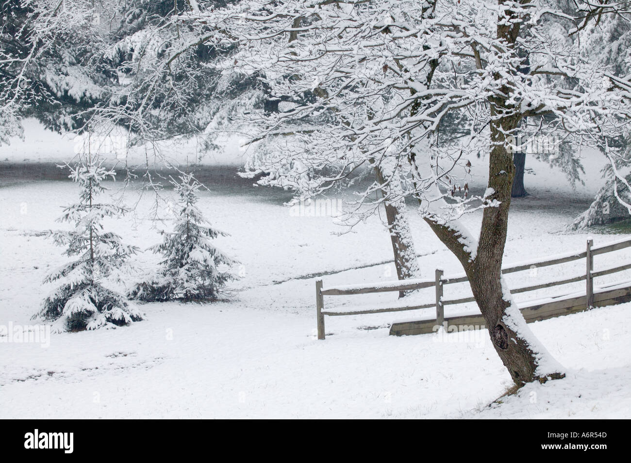 Trees coated by snow in an eastern woodland Stock Photo - Alamy
