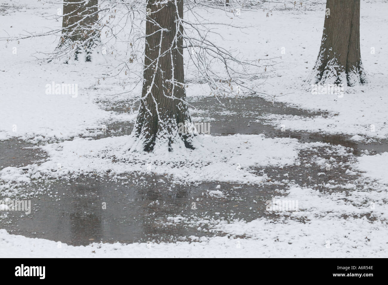 Trees coated by snow in an eastern woodland Stock Photo - Alamy