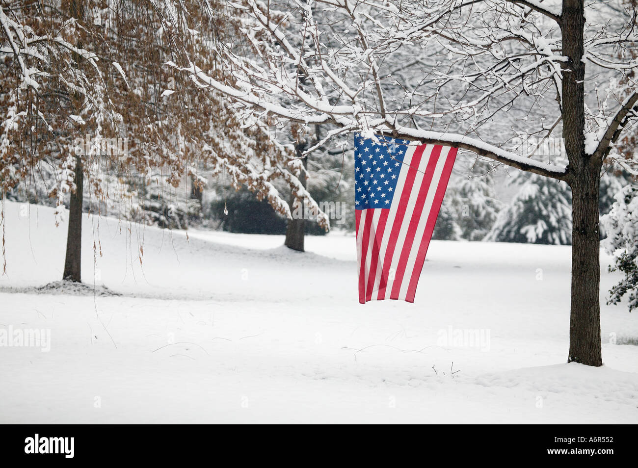 An American flag waves in the breeze from the snow covered branch that ...