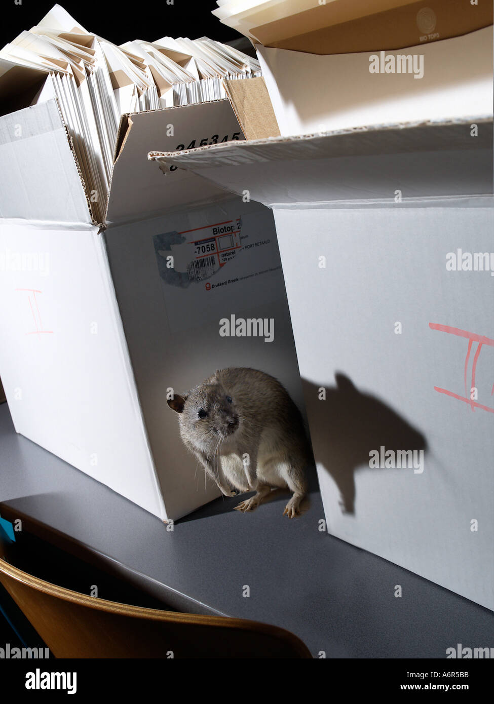 Brown rat peeking around the corner of a cardboard box and casting his ...