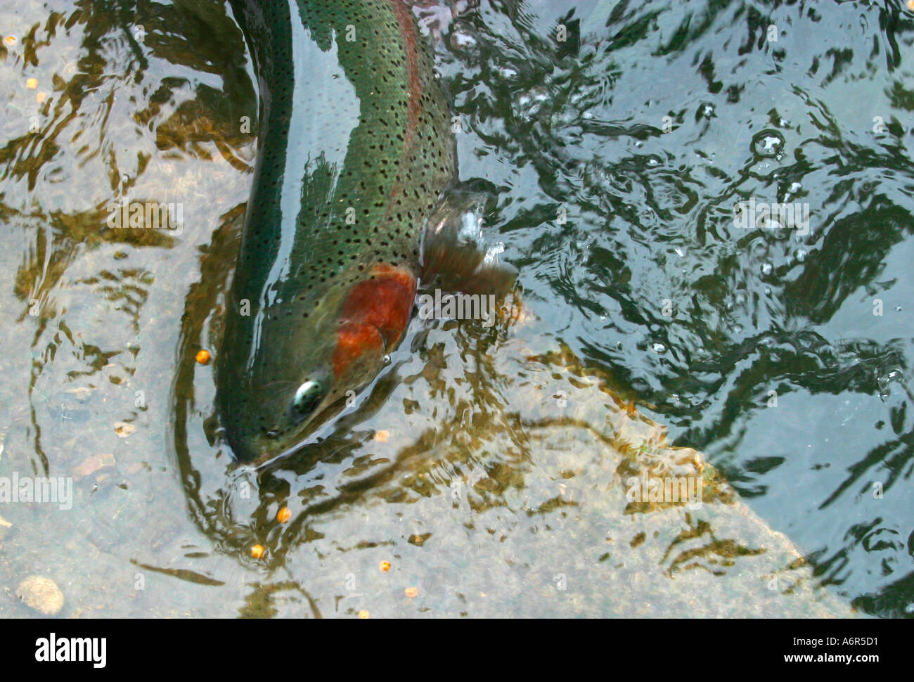 Rainbow trout feeding frenzy at fish farm Stock Photo - Alamy
