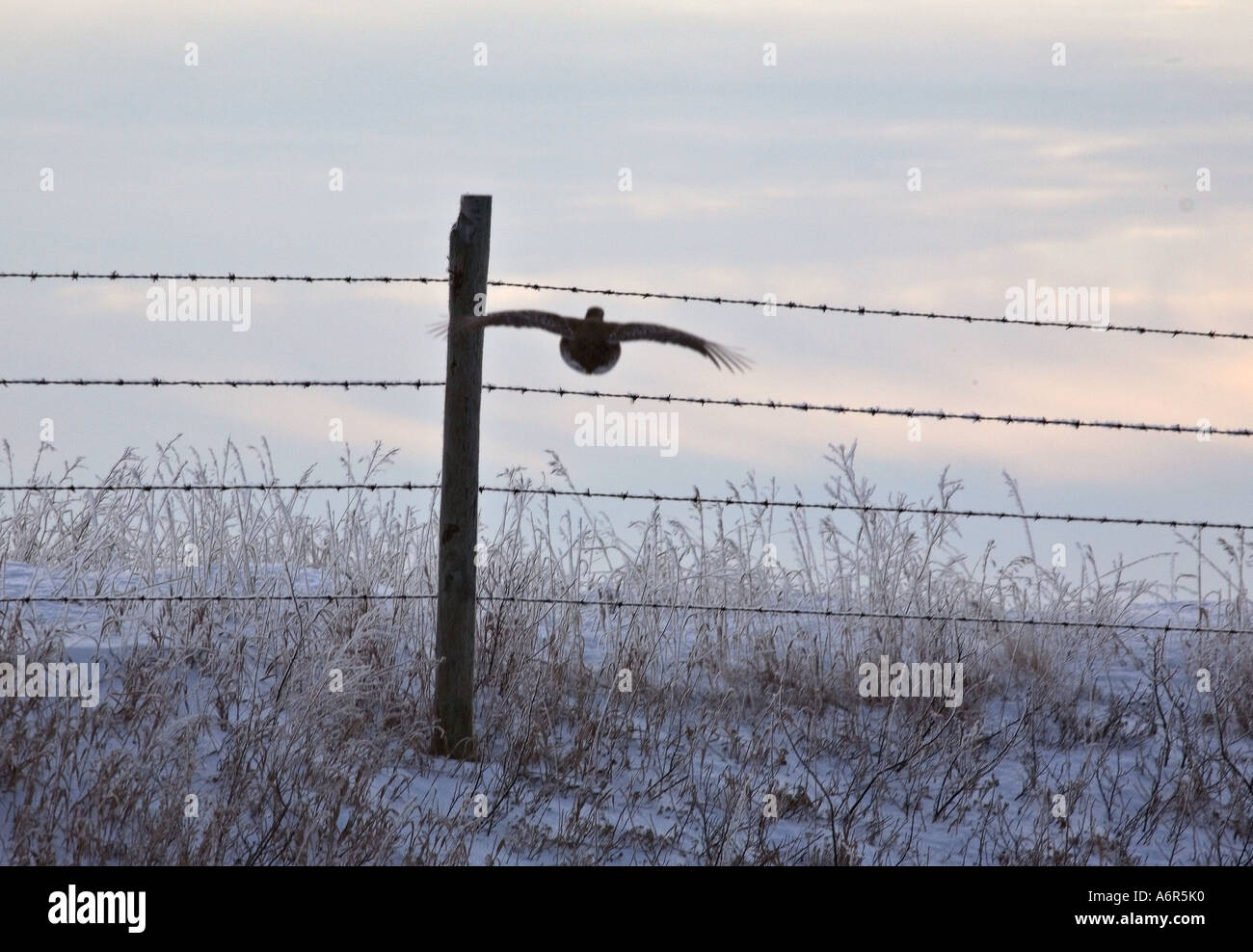 A Sharp-tailed Grouse flying towards a barbed-wire fence in scenic ...