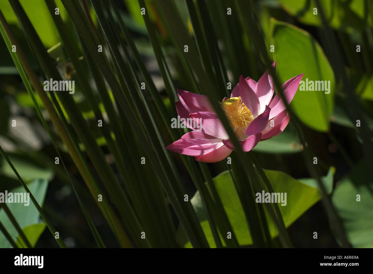 Lotus flower in garden in Bali Indonesia Asia Stock Photo - Alamy