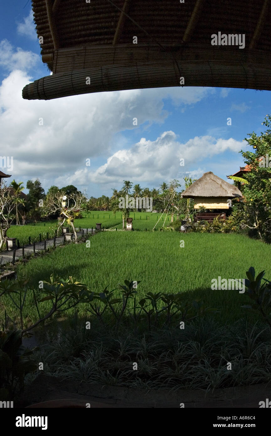 Rice field in Ubud in Central Bali Indonesia Asia Stock Photo - Alamy