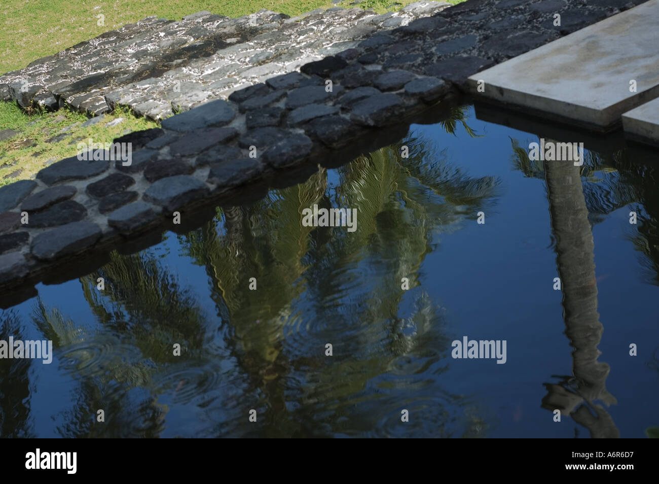 Reflection of palm tree in pond in Bali Indonesia Asia Stock Photo - Alamy