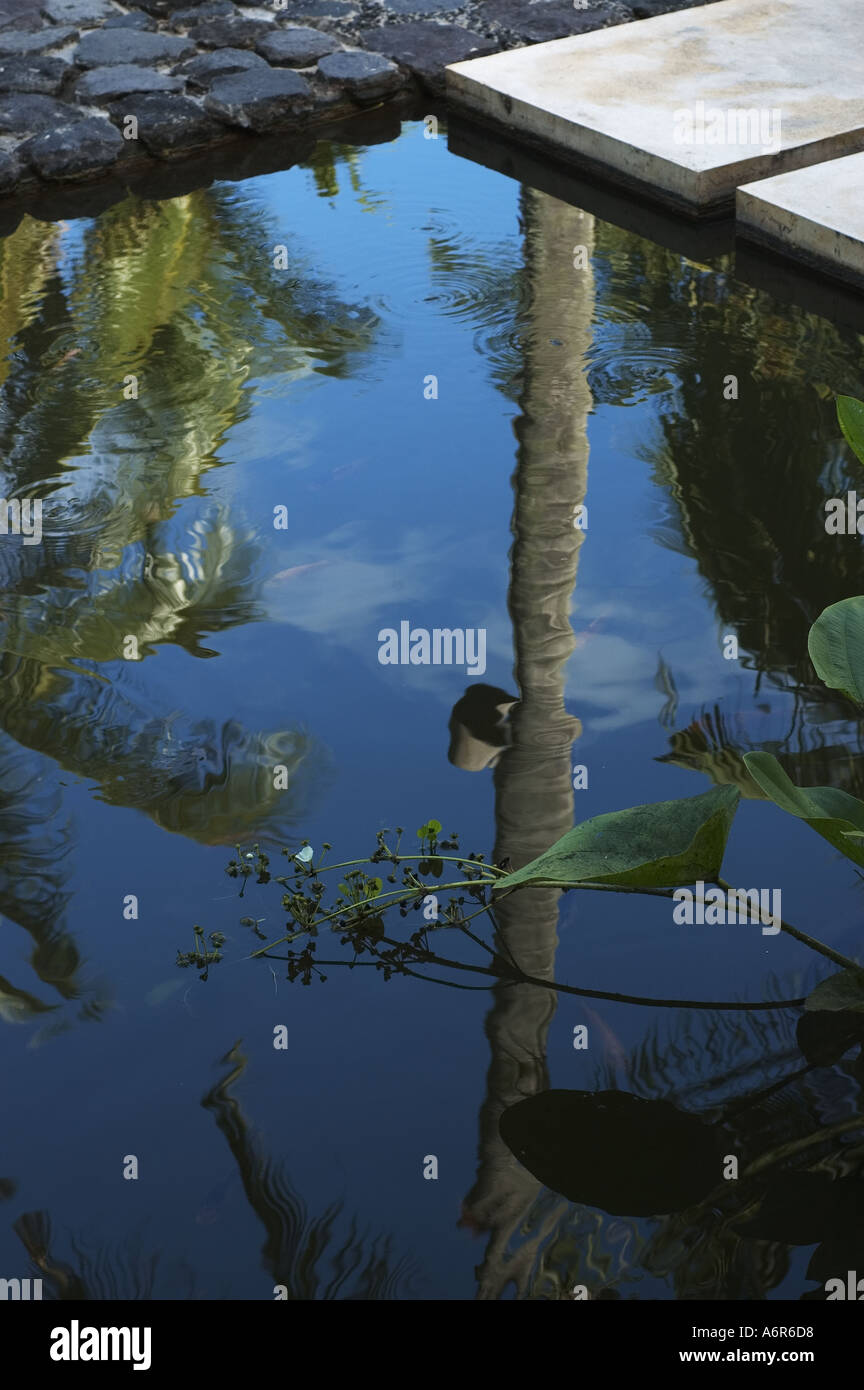 Reflection of palm tree in pond in Bali Indonesia Asia Stock Photo - Alamy