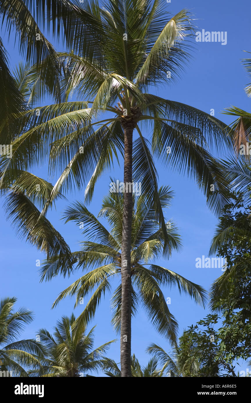 Palm trees in East Bali Indonesia Asia Stock Photo - Alamy