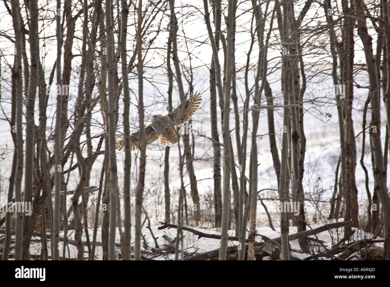 Great Horned Owl in flight amongst trees in scenic Saskatchewan Canada ...