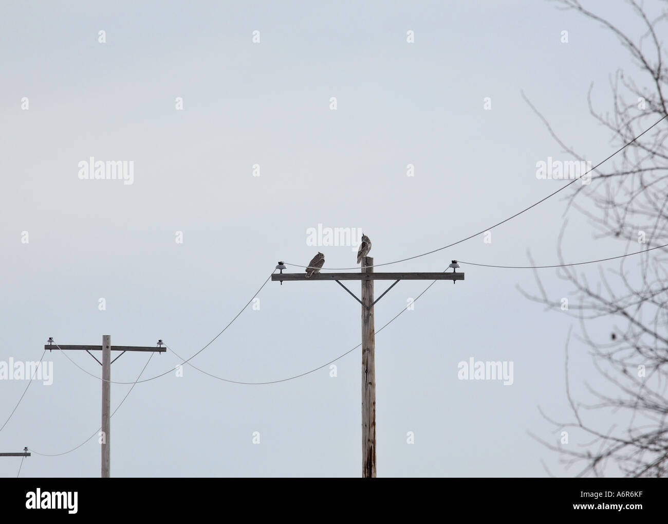 Two Great Horned Owls on power pole Stock Photo - Alamy