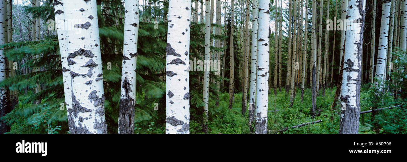 Aspen Trees Banff National Park Canadian Rockies Stock Photo - Alamy