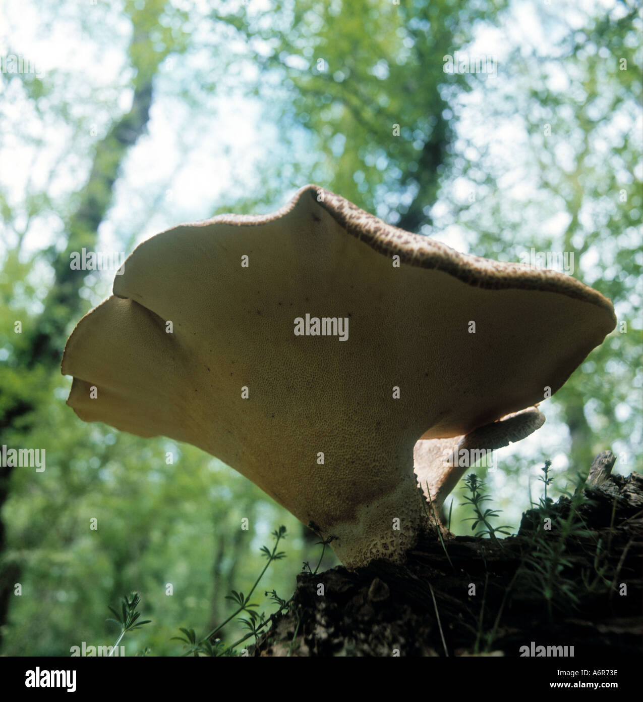 Giant woodland fungi hi-res stock photography and images - Alamy