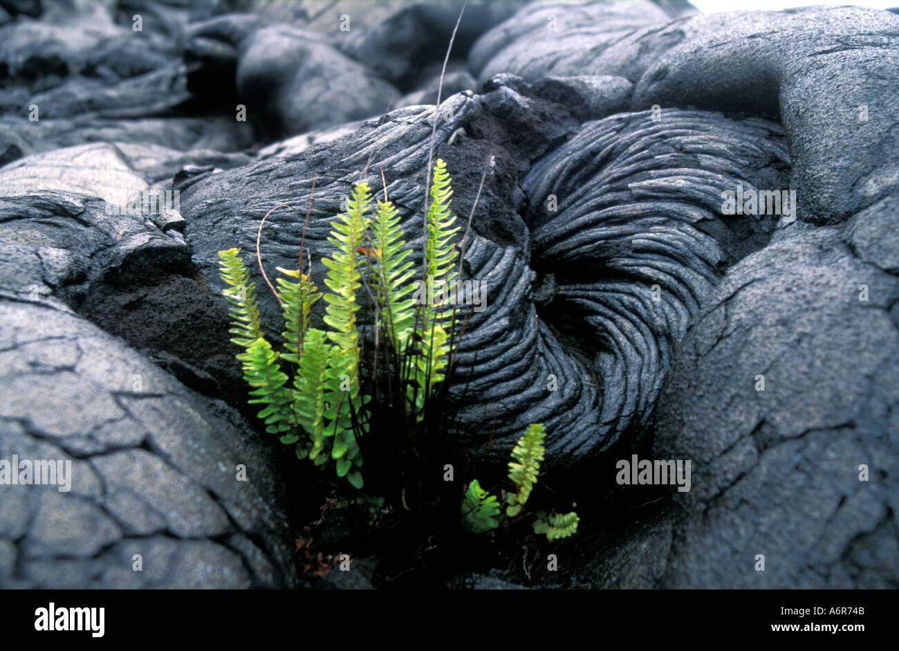 Fern growing from lava Stock Photo - Alamy
