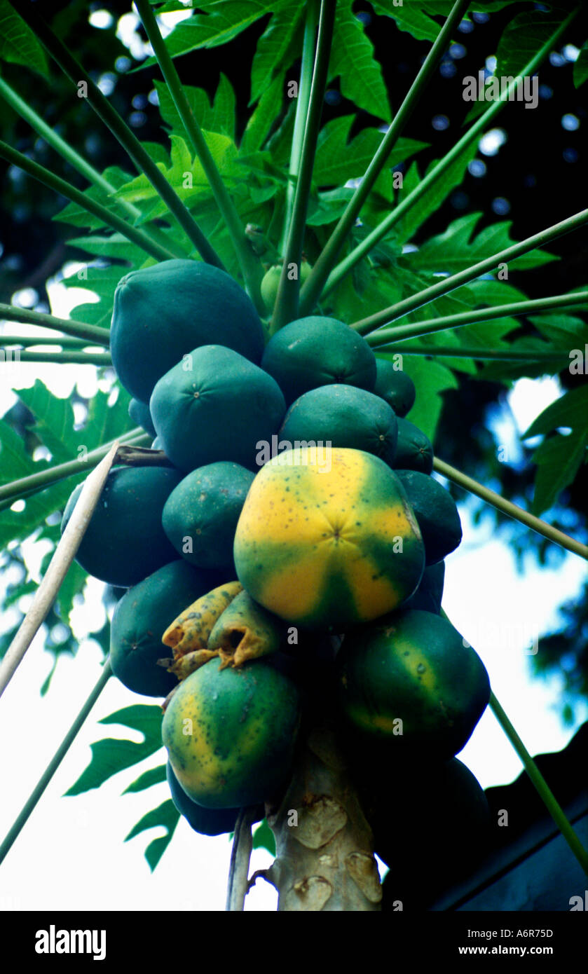 Papayas on Tree Stock Photo - Alamy