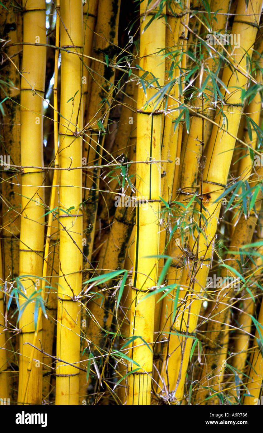 Bambusa vulgaris leaf hi-res stock photography and images - Alamy