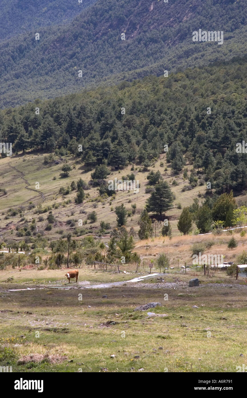 Chinese farmer cow hi-res stock photography and images - Alamy