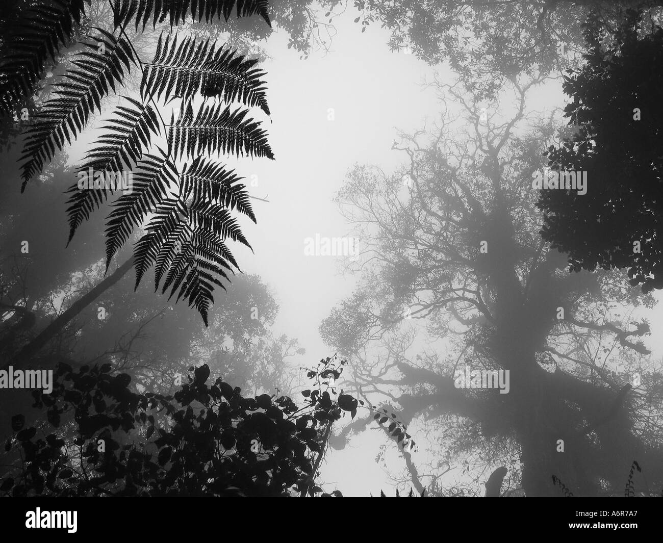 Heavy Mist on the Pine Tree Trail near Frasers Hill Selangor Malaysia ...