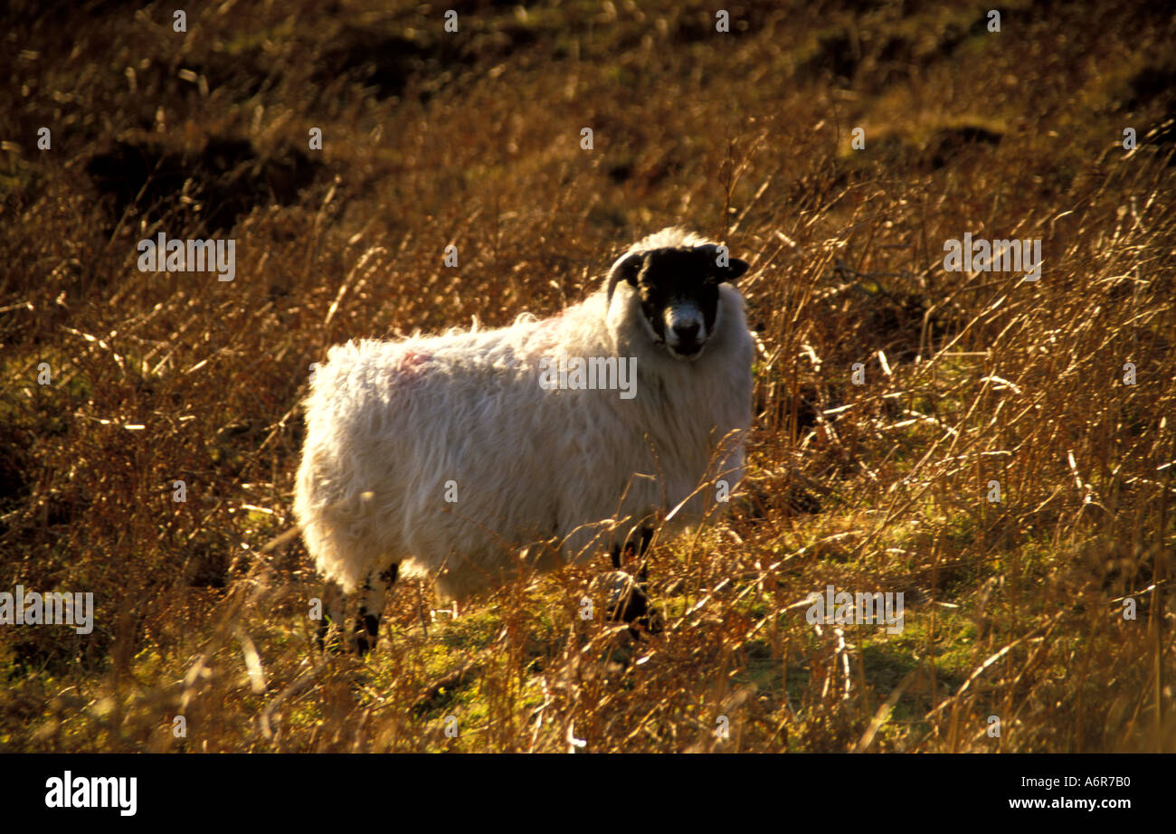 Bathing sheep hi-res stock photography and images - Alamy
