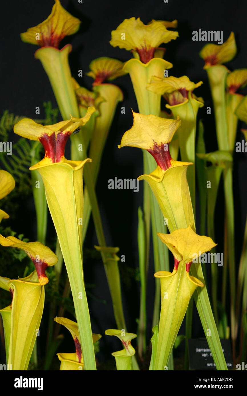Sarracenias hi-res stock photography and images - Alamy