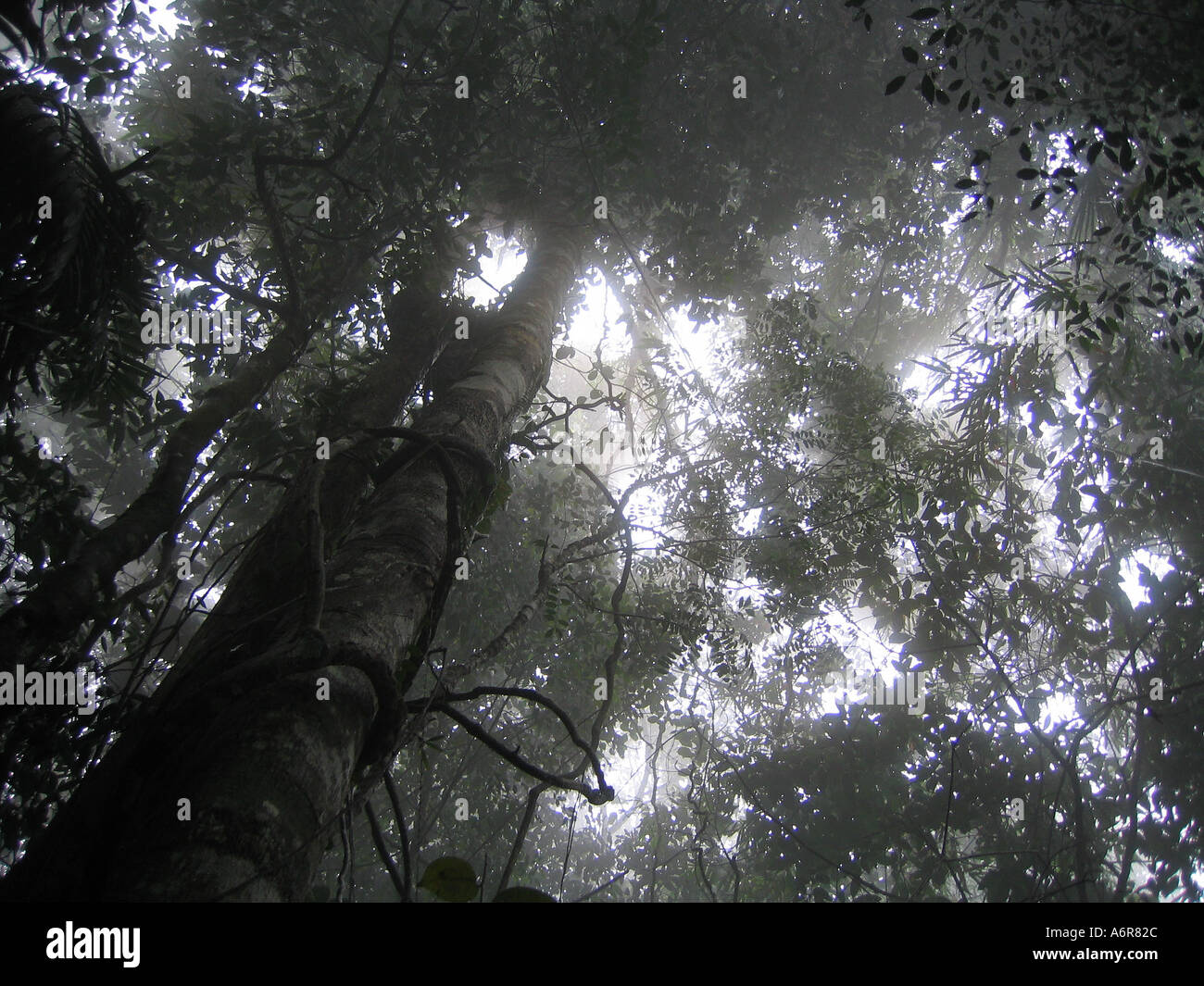 Heavy Mist on the Pine Tree Trail near Frasers Hill Selangor Malaysia ...