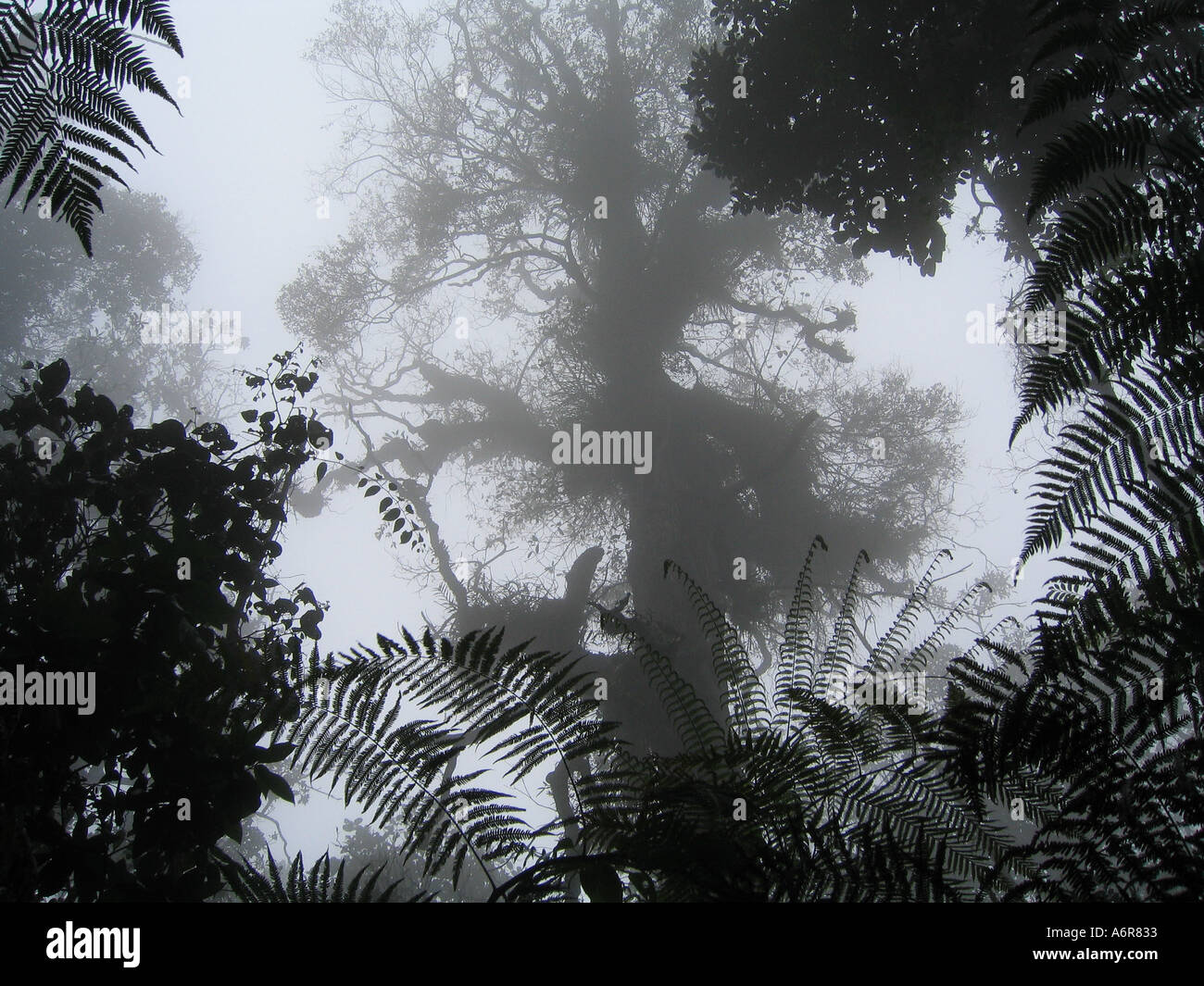Heavy Mist on the Pine Tree Trail near Frasers Hill Selangor Malaysia ...