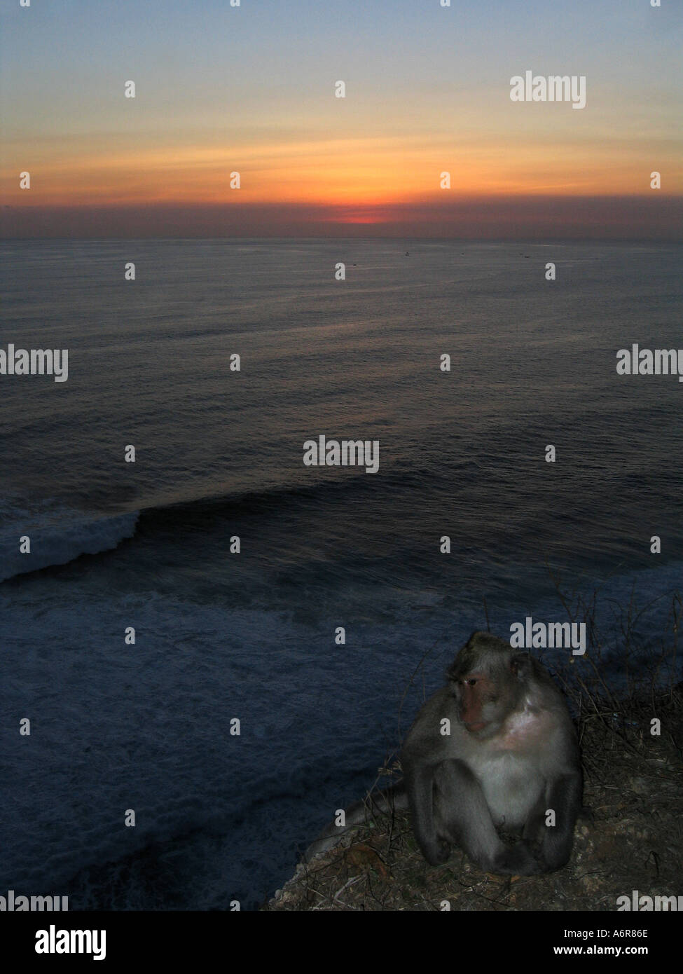 Monkey with setting sun hi-res stock photography and images - Alamy