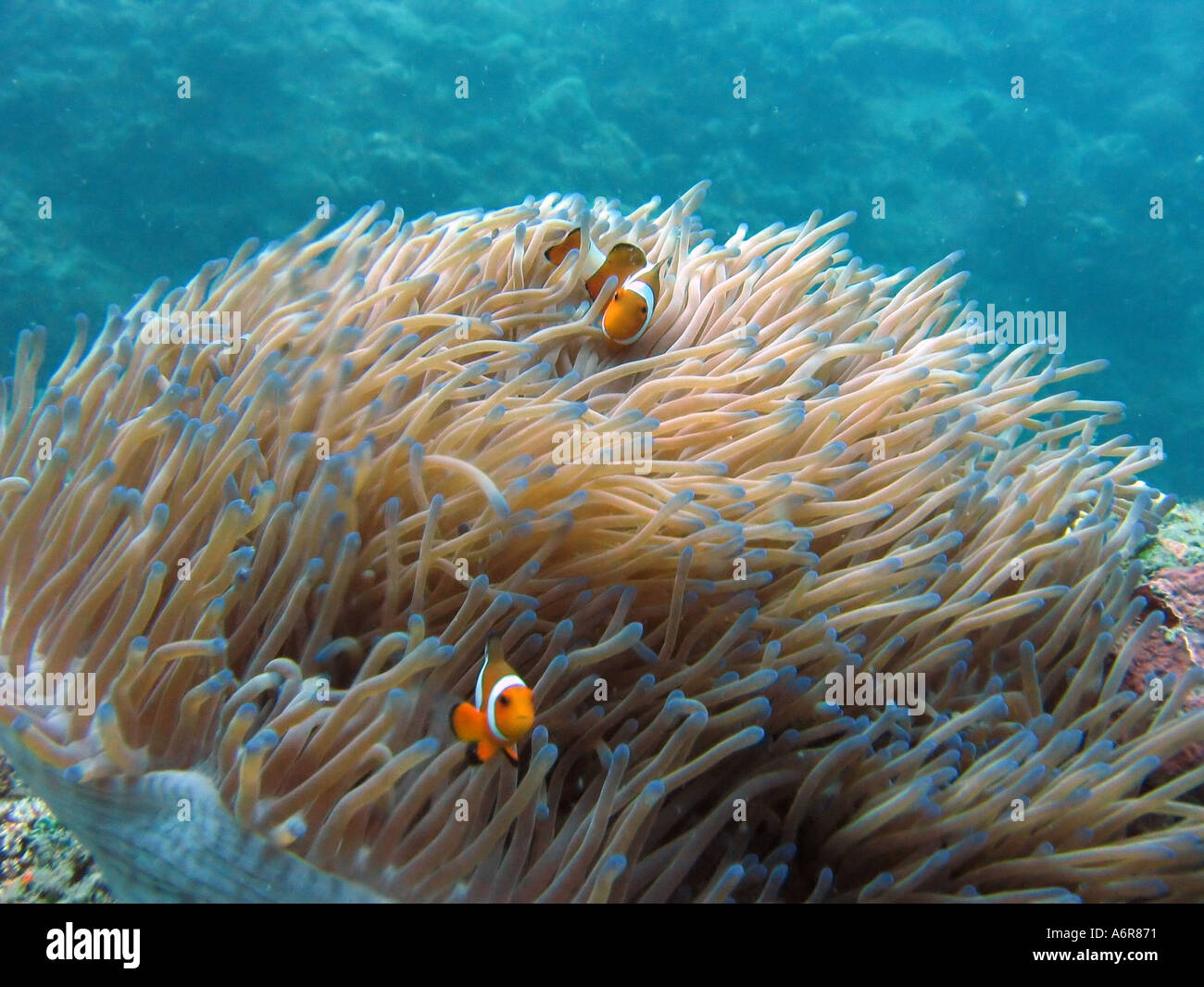 Clownfish in anemone in crystal clear waters of Perhentian Island ...