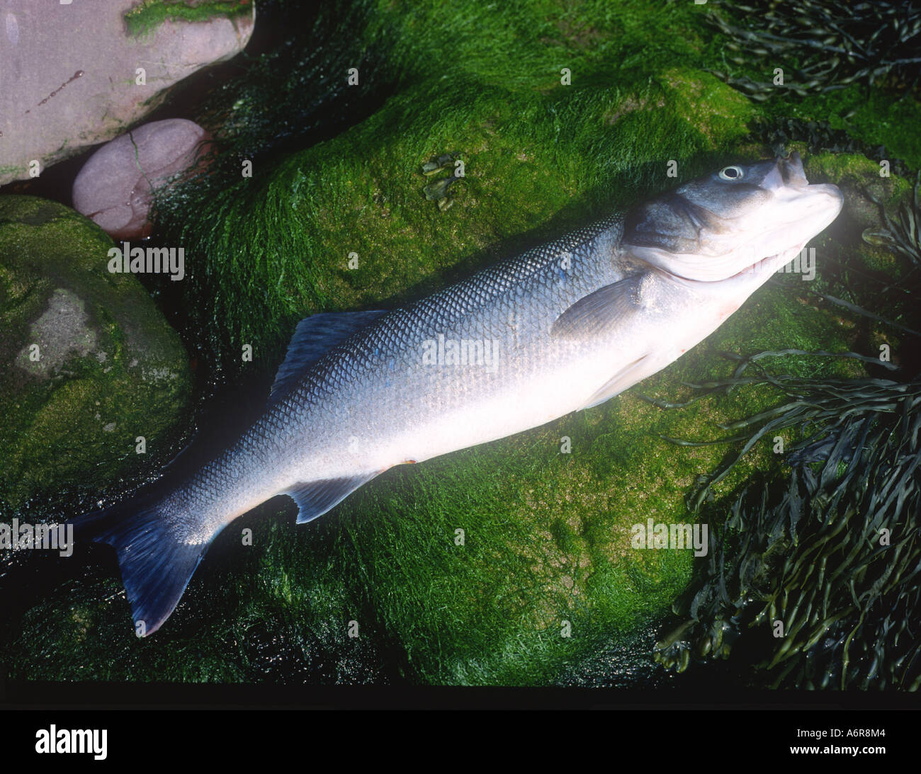 Bass Fish Natural World Environment Wales Stock Photo - Alamy