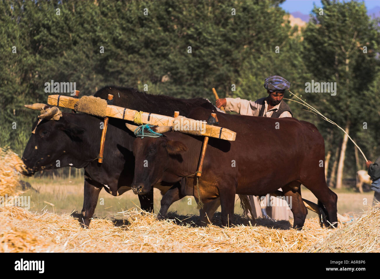 AFGHANISTAN Bamiyan Province Bamiyan Man threshing with oxen Stock ...