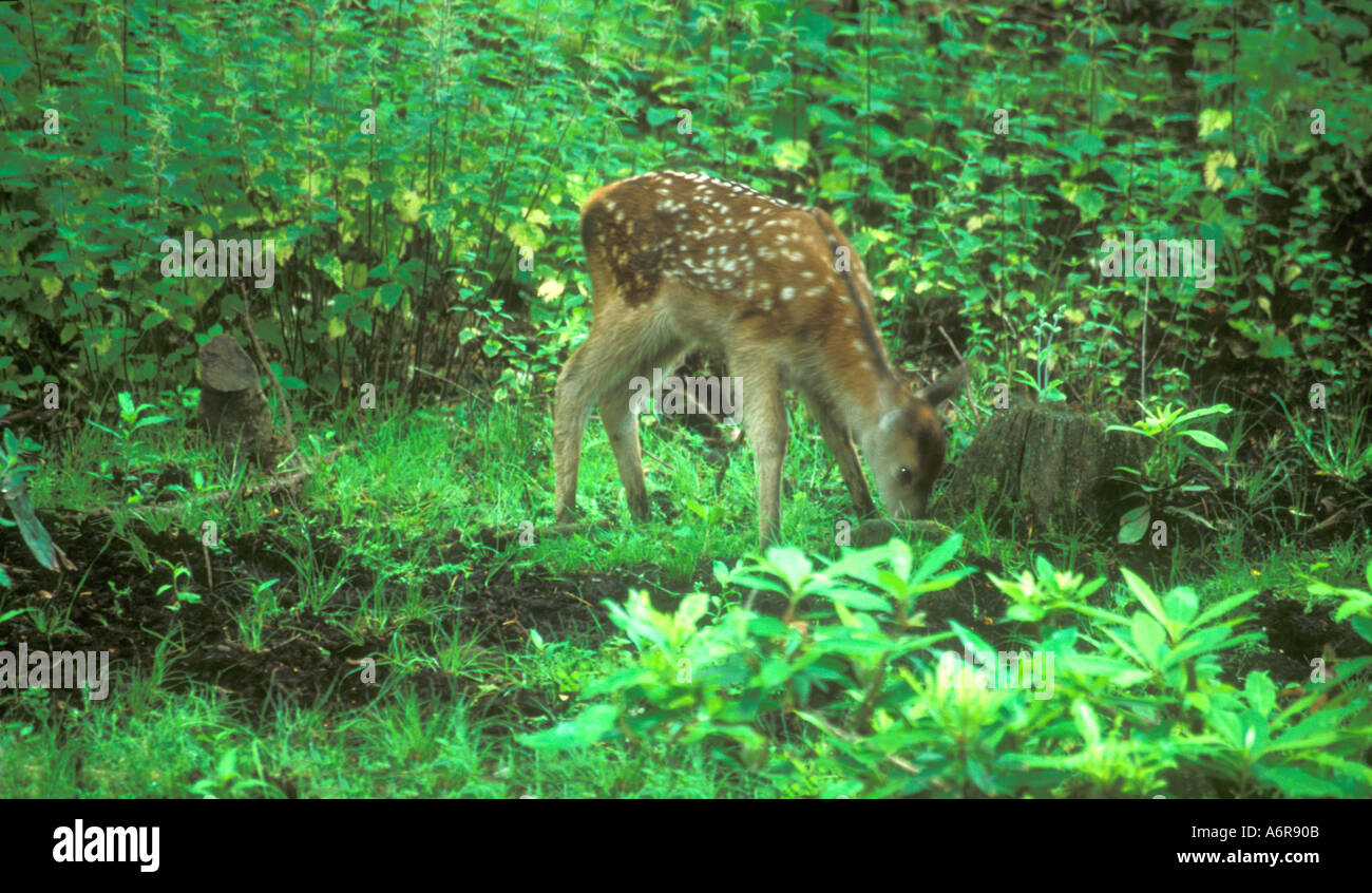 Fallow deer new forest hi-res stock photography and images - Alamy