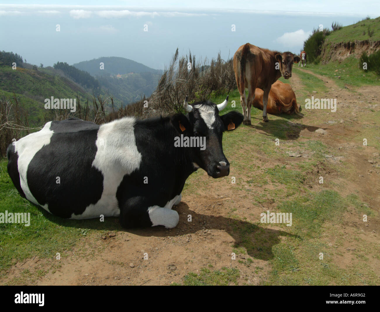 Cows on the mountain footpath near Curral das Freiras, Madeira Stock ...