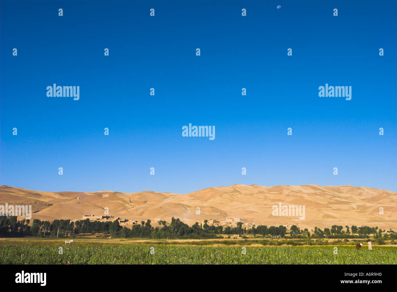 Harvest Opium Afghanistan Poppy Field High Resolution Stock Photography ...