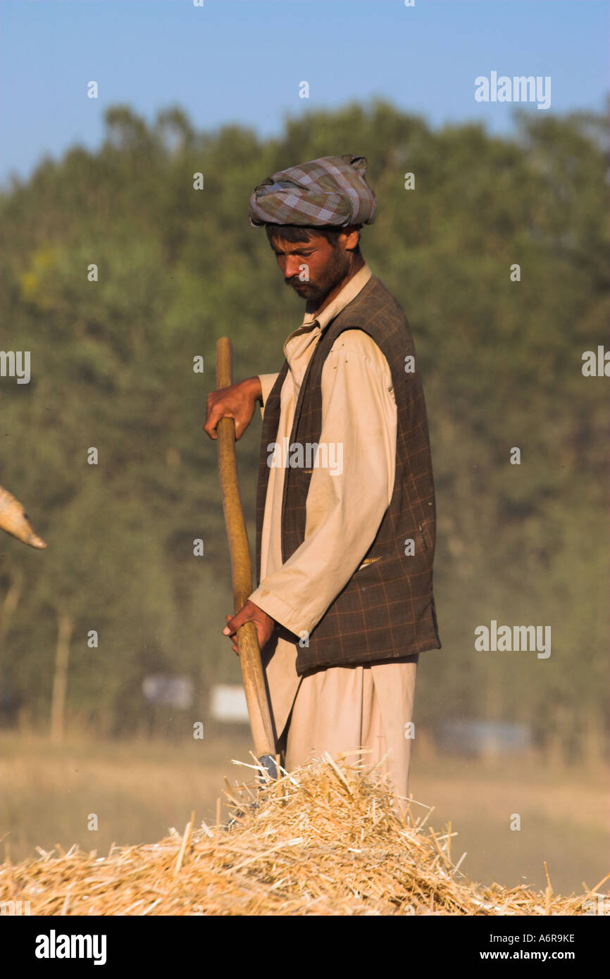 AFGHANISTAN Bamiyan Province Bamiyan Man threshing Stock Photo - Alamy