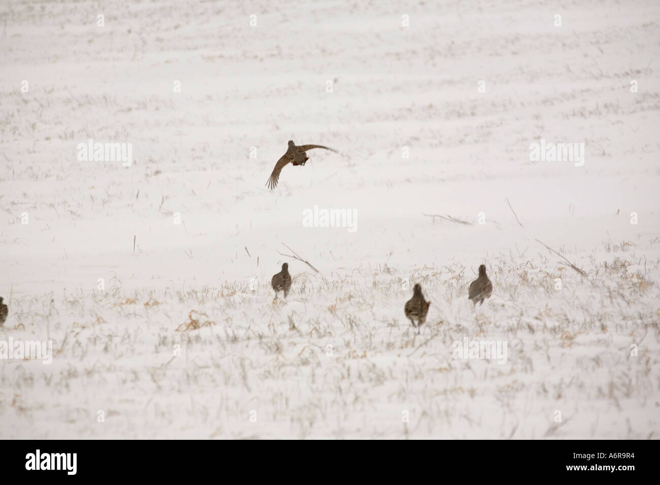 Gray Partridges running and flying to get away from being photographed ...