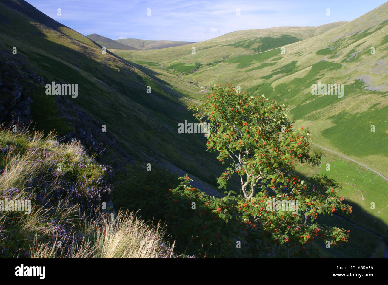 ENGLAND Cumbria Lake District National Park Flowering heather and rowan ...