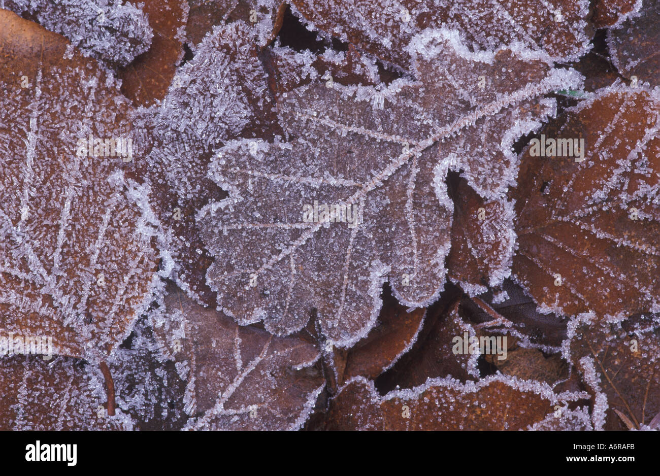 Oak beech leaves hawfrosted Stock Photo - Alamy