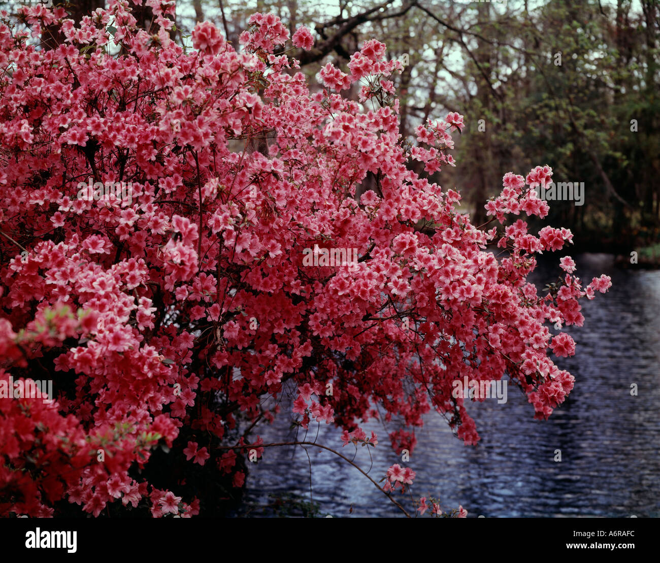Azalea bush covered with bright rose colored blooms in a Spring display ...