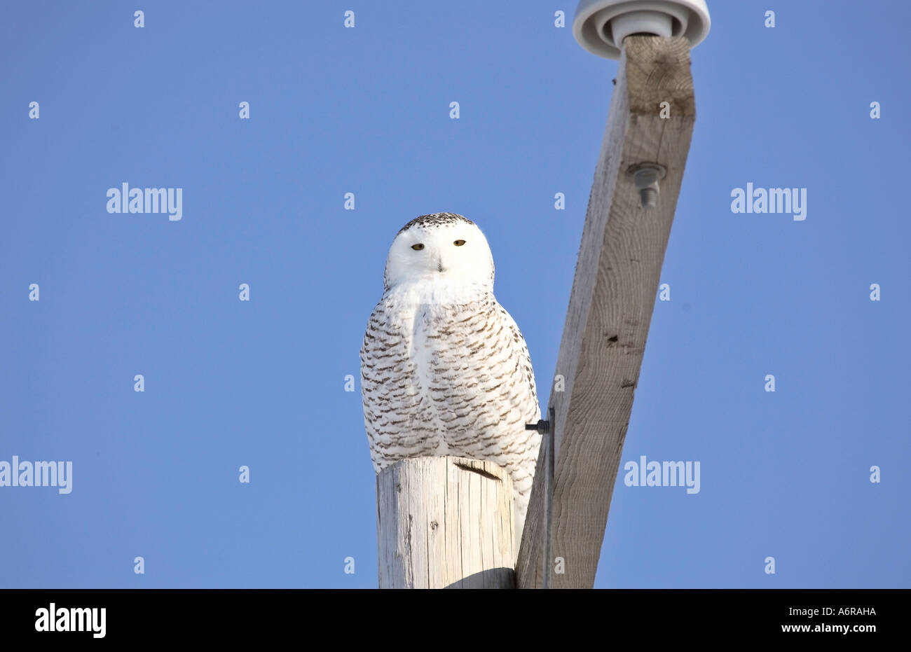 A female Snowy Owl on a power pole in scenic Saskatchewan Canada Stock ...