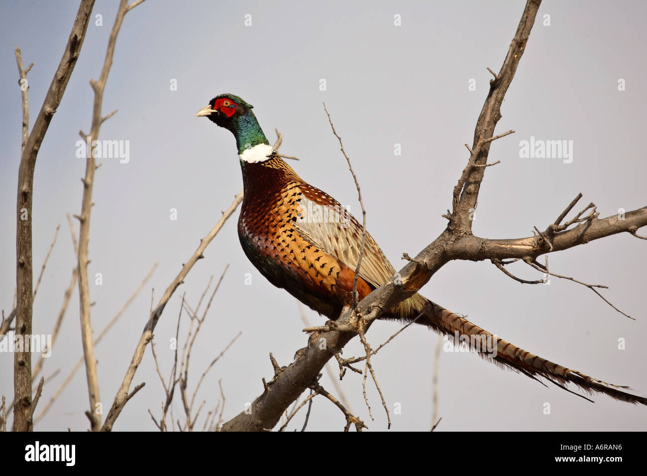 Pheasant in tree hi-res stock photography and images - Alamy