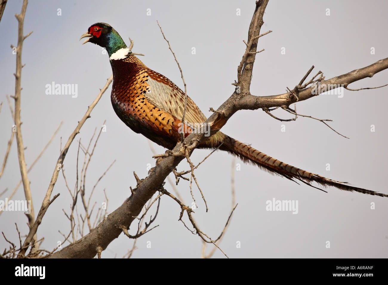 A male Ring-necked Pheasant in a tree in scenic Saskatchewan Canada ...