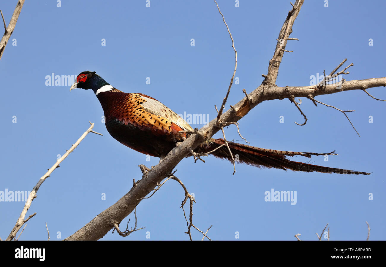 Pheasant in a tree hi-res stock photography and images - Alamy